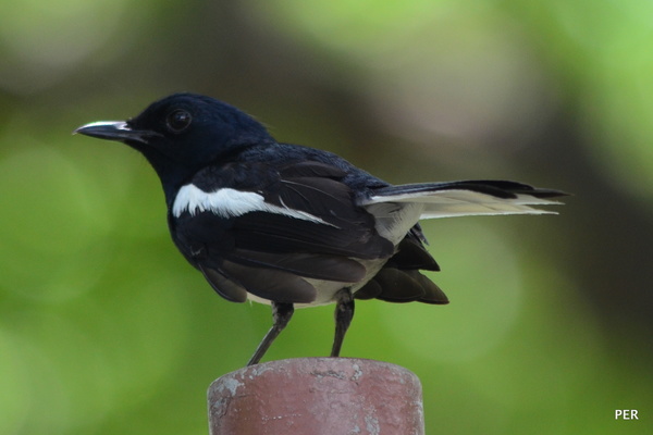 Birding Log - Phil Robinson